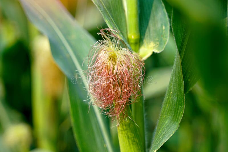 Corn Silk or the Pistils that Grow into Clusters at the End of the Cob ...