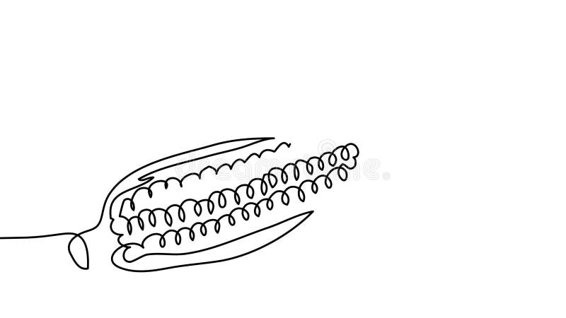 Corn Single Line Animated Illustration. One Continuous Self Drawing ...