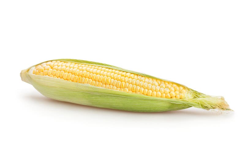 Single corn stock image. Image of kernels, nature, corn - 26272943