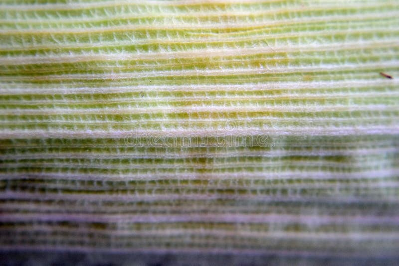 Corn skin stock image. Image of close, macro, crop, details - 137067597