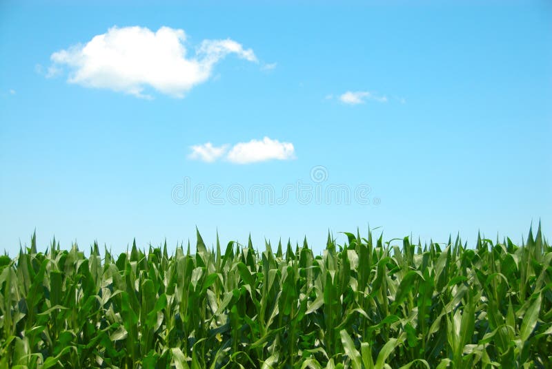 Corn Sky Clouds stock photo. Image of industry, food, geoponics - 1061604