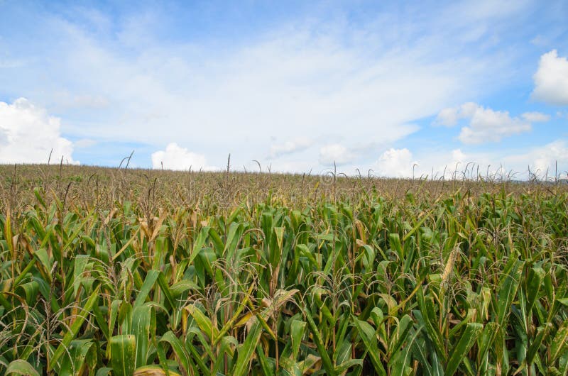 Corn with sky stock photo. Image of farm, outdoors, agriculture - 40725496