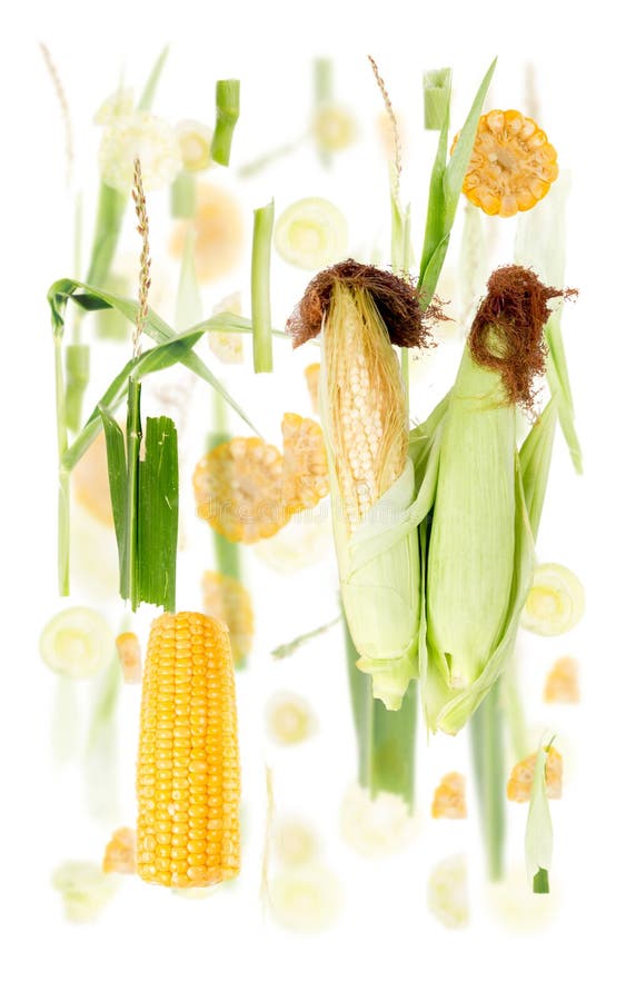 Corn Slice and Leaf Abstract Stock Image - Image of frame, white: 272516463