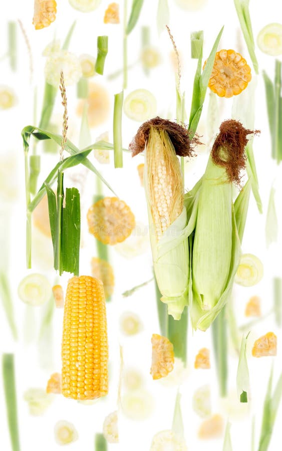 Corn Slice and Leaf Abstract Stock Photo - Image of collection, object ...