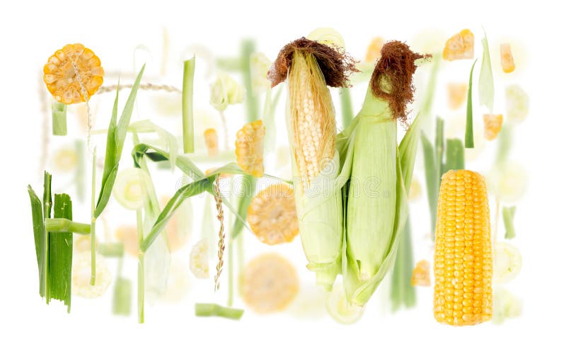 Corn Slice and Leaf Abstract Stock Image - Image of slice, diet: 283154127