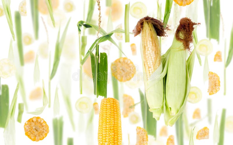 Corn Slice and Leaf Abstract Stock Image - Image of green, harvest ...
