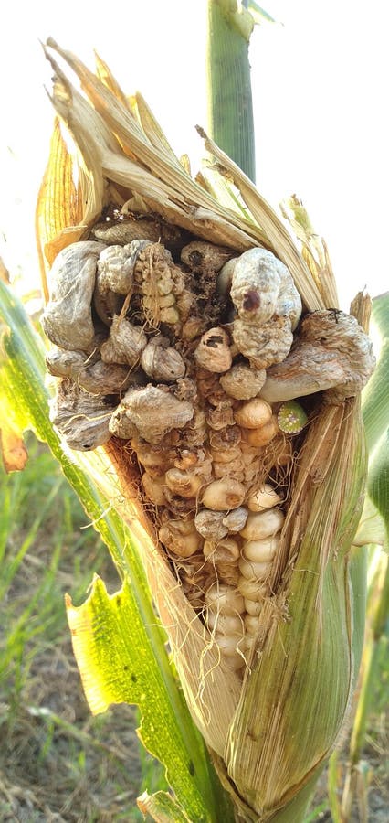 Corn caused by fungus stock photo. Image of fungus, corn - 197920150
