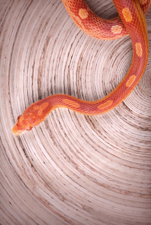 Corn snake stock photo. Image of chinese, predator, astrology - 26889056