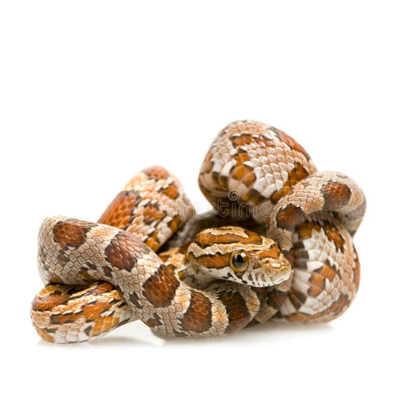 Corn Snake stock image. Image of supple, slithering, contorsion - 3284111