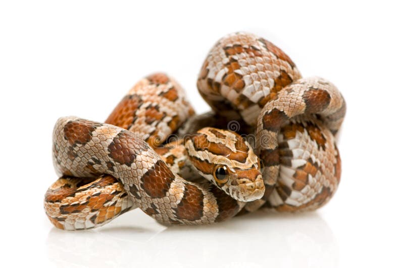 Corn Snake stock image. Image of supple, slithering, contorsion - 3284111