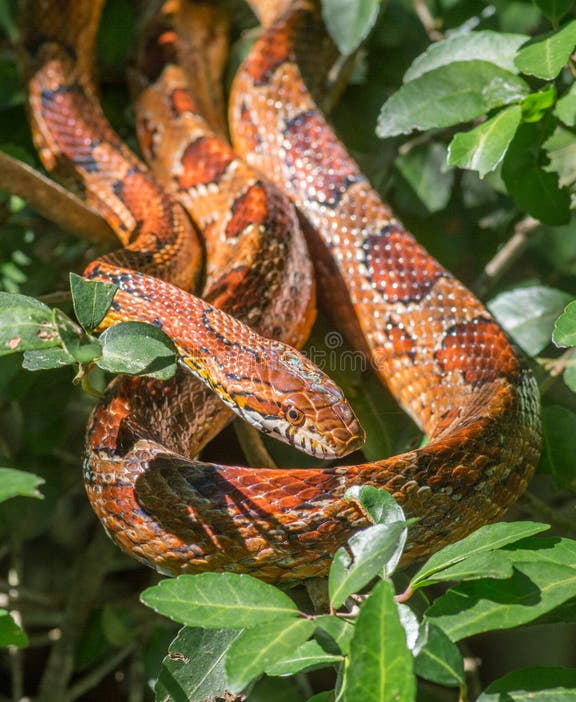 Corn Snake stock photo. Image of predator, adult, corn - 50190840