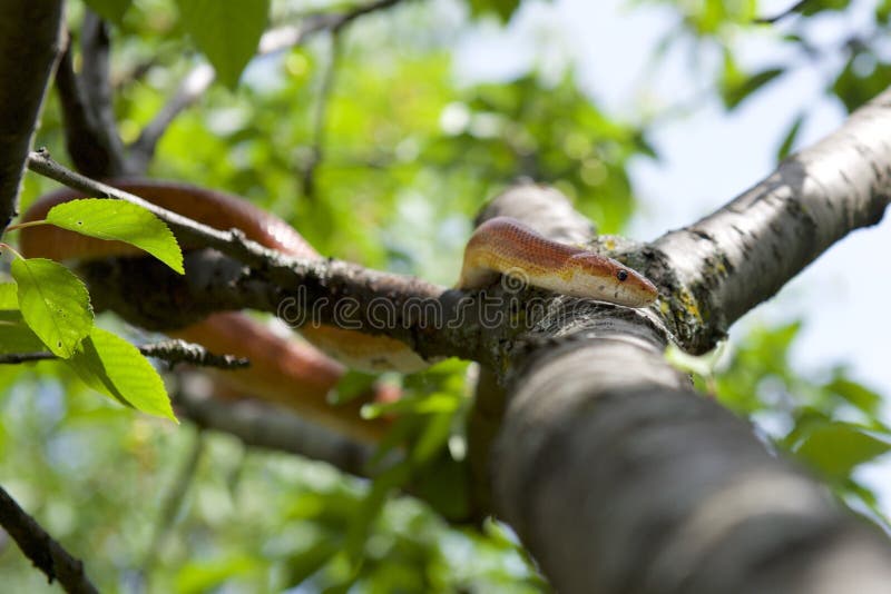 Corn Snake on a Cherry Tree Stock Photo - Image of orange, reptile ...