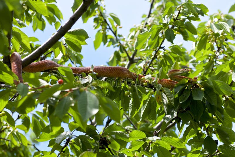 Corn Snake on a Cherry Tree Stock Image - Image of corn, cherry: 118835811