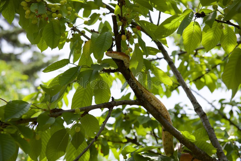 Corn Snake on a Tree Branch Stock Photo - Image of leaf, branch: 95975520