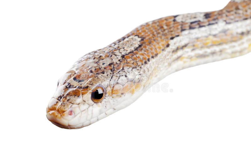 Corn snake stock photo. Image of snake, cute, animal - 67043402