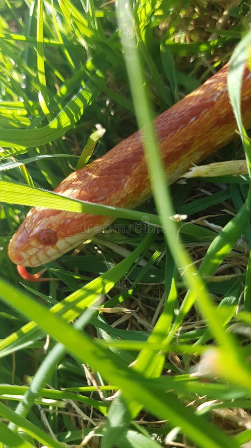 Corn Snake Enjoying the Sun Stock Photo - Image of amphibian, wildlife ...