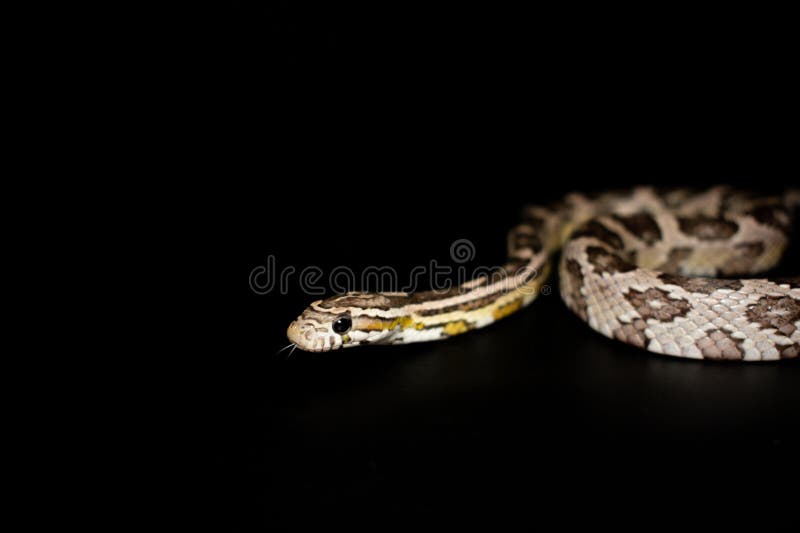 Corn Snake Isolated on Black Background. Stock Image - Image of biology ...