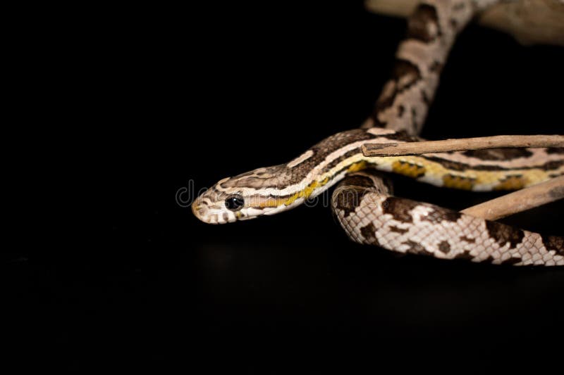 Corn Snake with Wood Stick on Black Background. Stock Photo - Image of ...