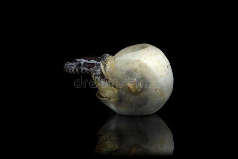 Corn Snake Hatching from an Egg in Captivity Reflected on a Black ...
