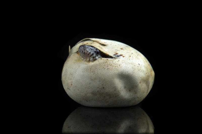 Corn Snake Hatching from an Egg in Captivity Reflected on a Black ...