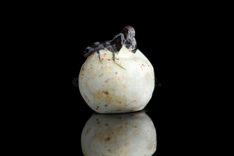 Corn Snake Hatching from an Egg in Captivity Reflected on a Black ...
