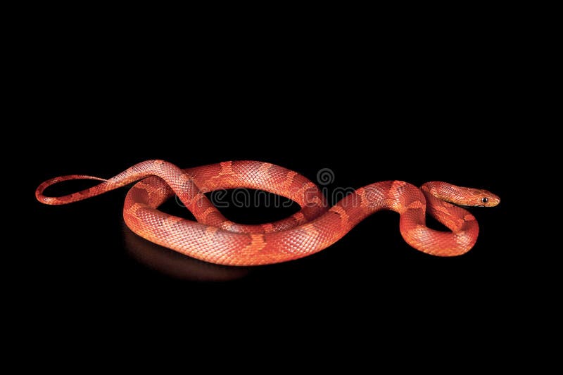 Corn Snake Isolated on Black Background Looking at Camera Stock Photo ...