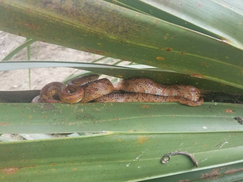 Corn Snake Palm Tree Stock Photos - Free & Royalty-Free Stock Photos ...