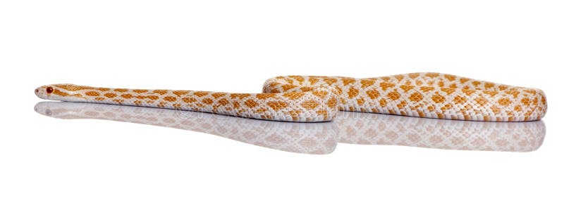Snake Slithering in Front of White Background Stock Image - Image of ...