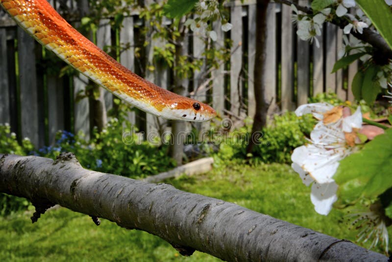 Corn Snake on a Tree Branch Stock Photo - Image of eyes, colorful: 95975444