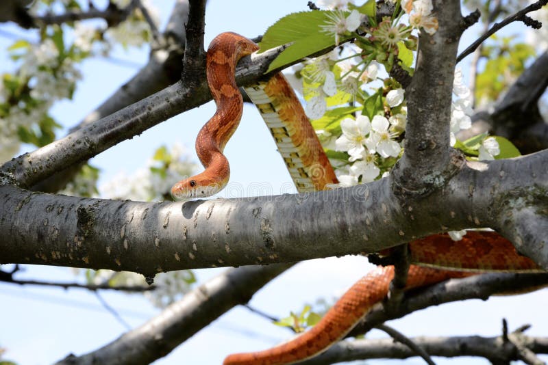Corn Snake on a Tree Branch Stock Image - Image of beautiful, head ...