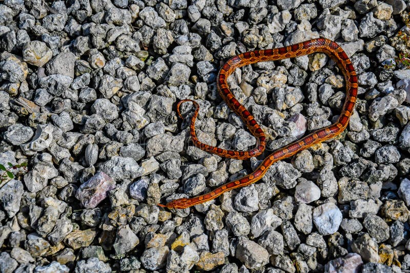 Snake Curls Stock Photos - Free & Royalty-Free Stock Photos from Dreamstime