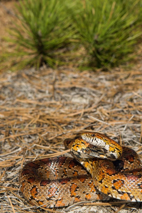 Corn Snake stock photo. Image of environment, angry, coiled - 33321390