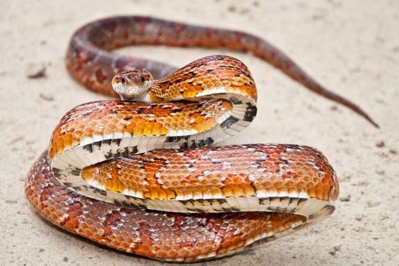 Corn Snake stock photo. Image of environment, angry, coiled - 33321390