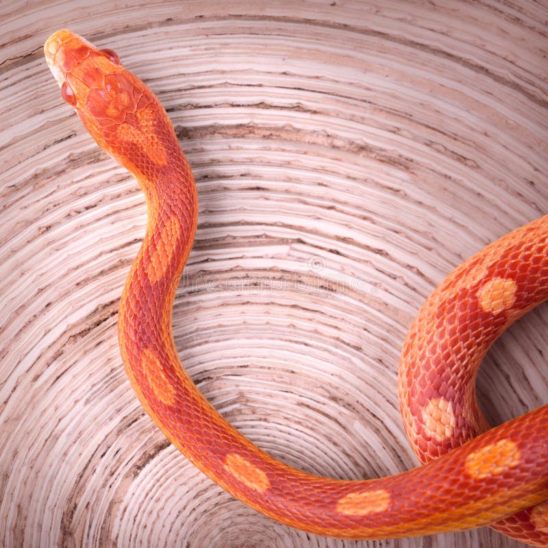 Corn snake stock photo. Image of isolated, exotic, life - 27530608