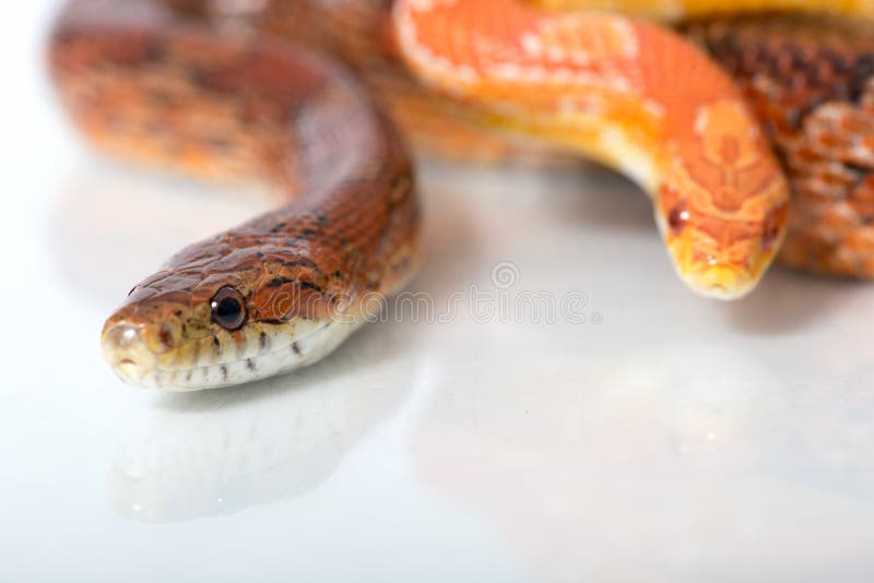 Dagger-tooth Tree Snake / Rhamnophis Aethiopissa Stock Photo - Image of ...