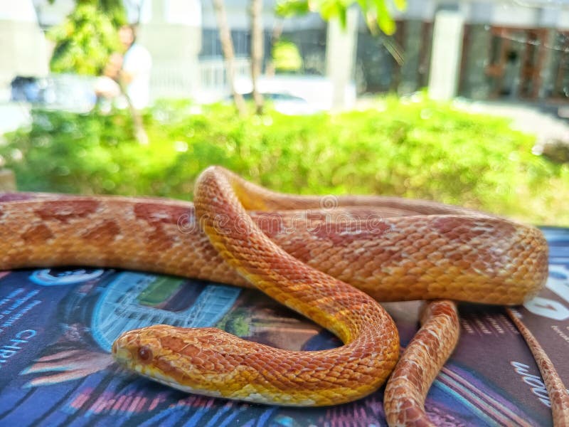 511 Beautiful Scale Patterns Stock Photos - Free & Royalty-Free Stock ...