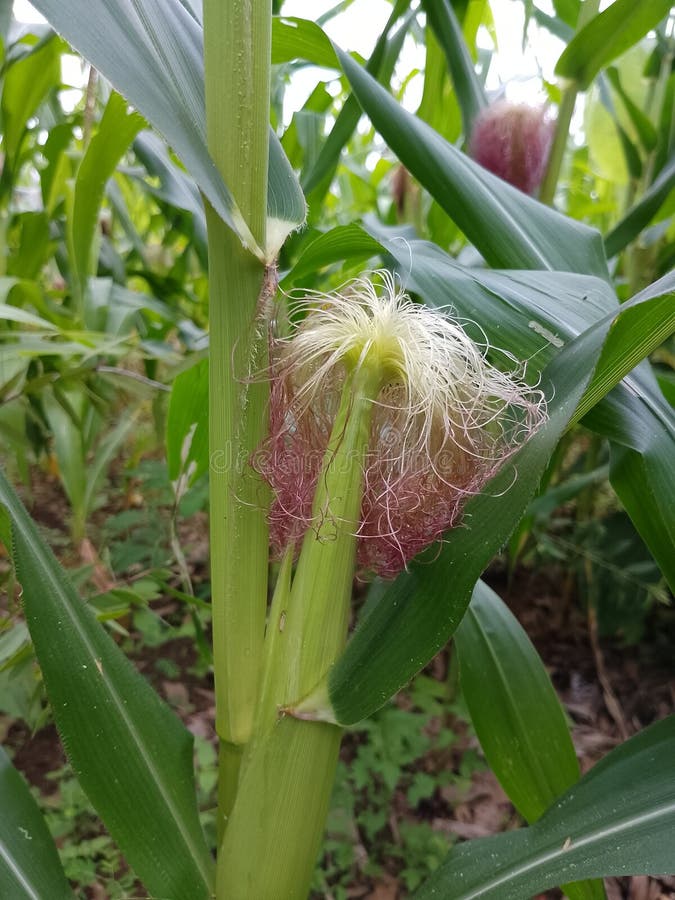 Soleng Stock Photos - Free & Royalty-Free Stock Photos from Dreamstime