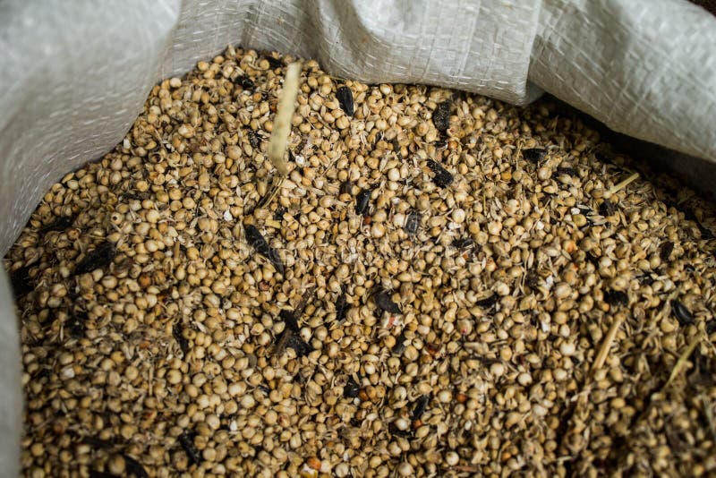 The beans in the bag stock image. Image of planting - 104689223