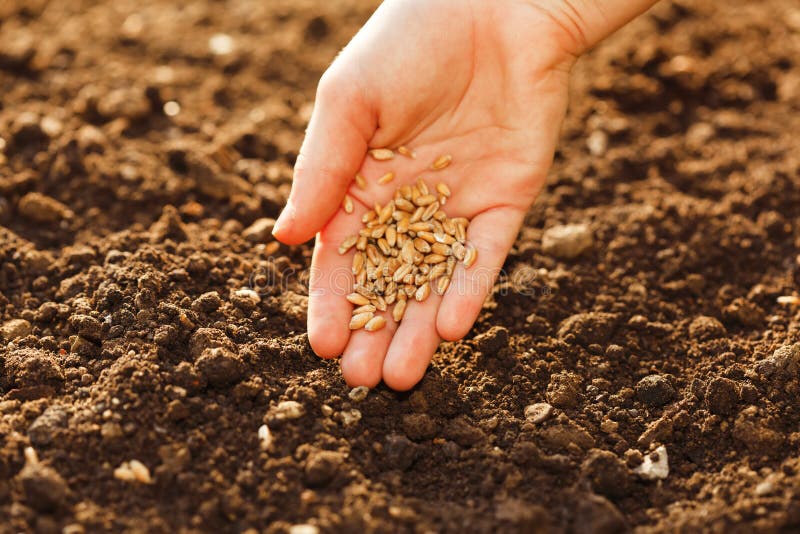 Corn sowing by hand stock image. Image of ground, corn - 15835597