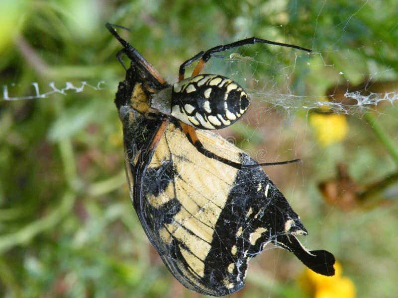Corn Spider Argiope with Its Prey Stock Image - Image of corn, garden ...