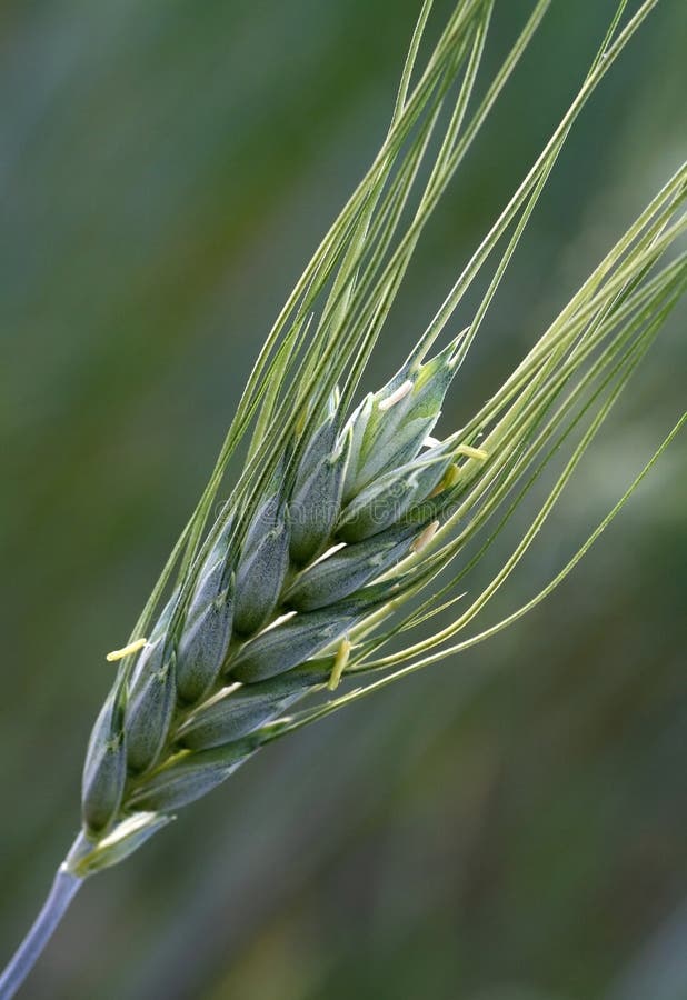 Corn spike stock image. Image of green, agriculture, cereal - 6999667