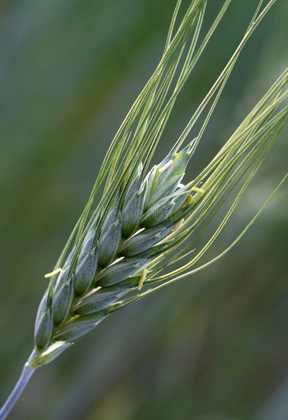 Corn spike stock image. Image of green, agriculture, cereal - 6999667