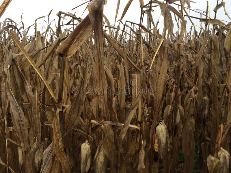 Creepy Field Stock Photos - Download 2,347 Royalty Free Photos