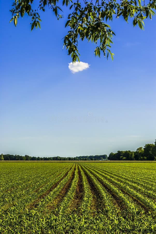 Corn in Spring stock photo. Image of spring, field, corn - 41409060
