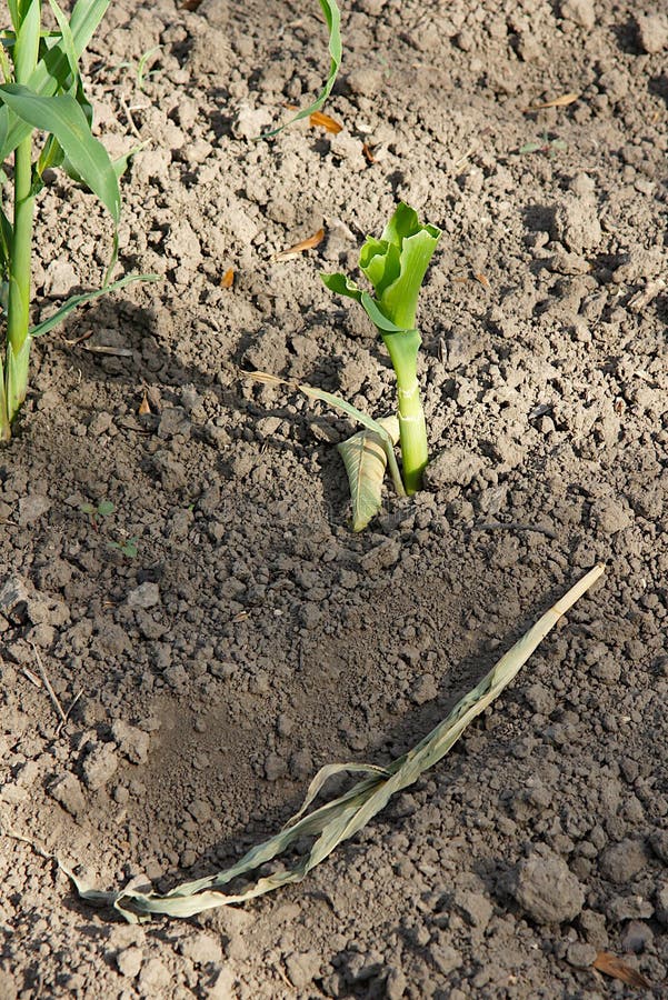 A Corn Sprout is Damaged by a Hare Stock Photo - Image of damage, maize ...