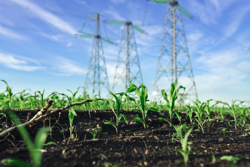 Corn Sprout Field with High Voltage Power Line on Background Stock ...