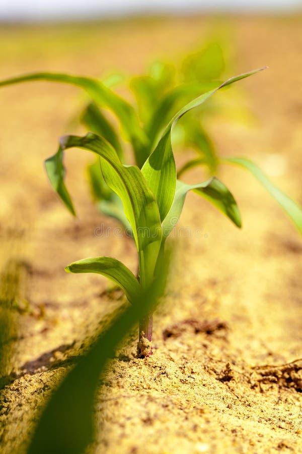 Corn sprout stock photo. Image of brightly, food, closeup - 39053984
