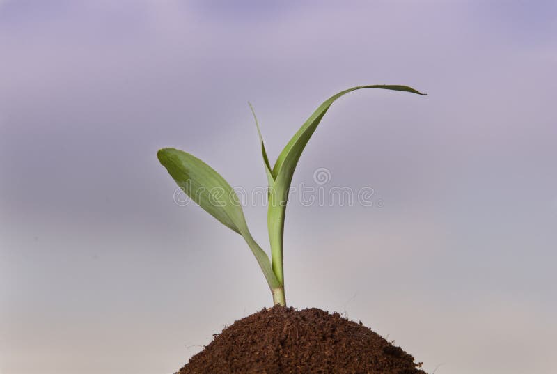 Corn sprout stock photo. Image of agronomy, maize, care - 59253926
