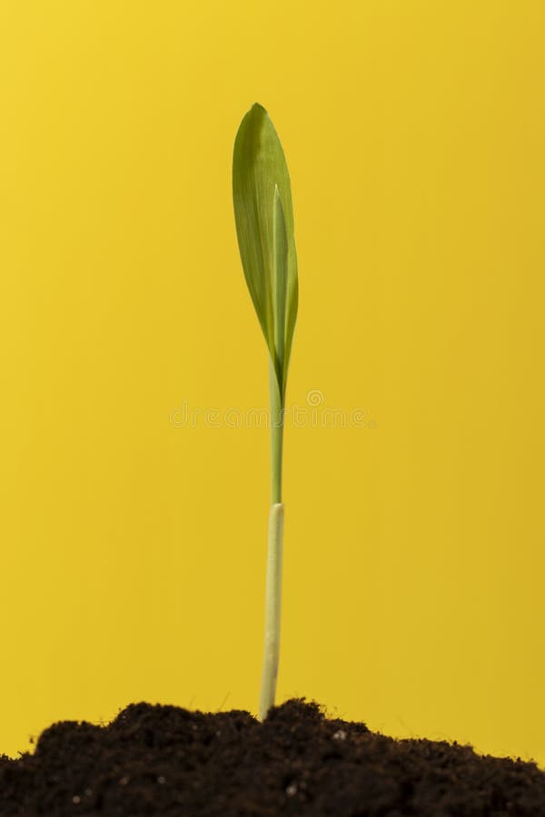 Corn sprout in soil. stock photo. Image of germination - 271101462
