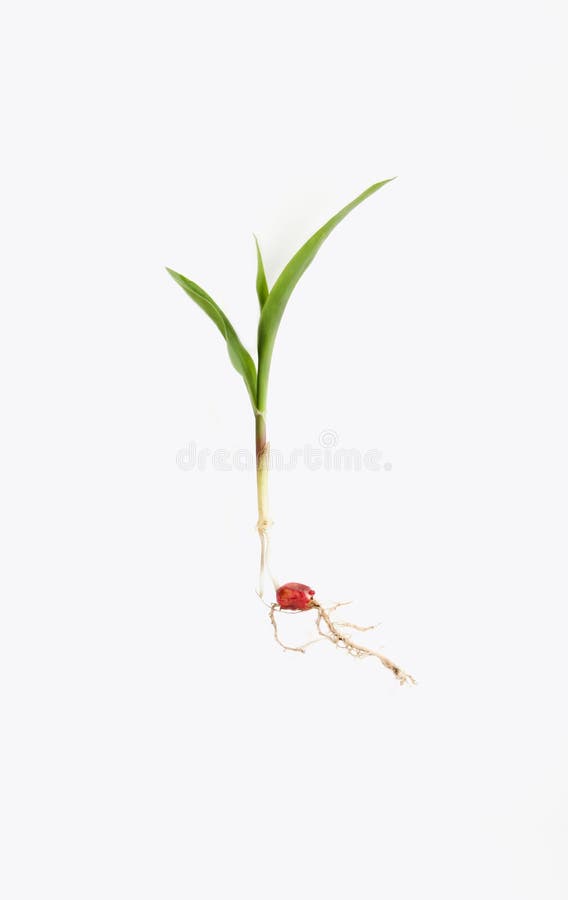 158 Germinated Corn Seed Stock Photos - Free & Royalty-Free Stock ...